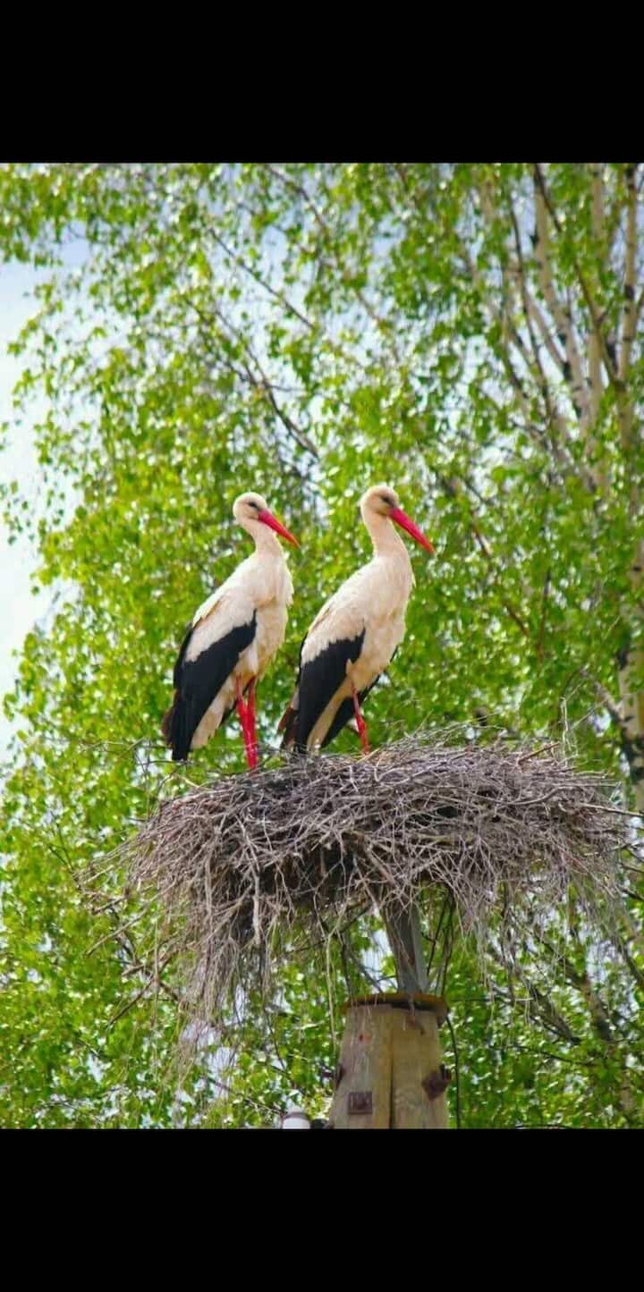 Gîte Cosy Route Des Vins Entre Colmar& Kaysersberg - Kaysersberg