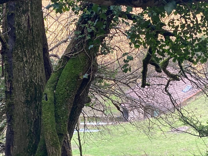 Cocon Dans La Forêt, 1 à 10 Pers, 175 M2 - Aveyron