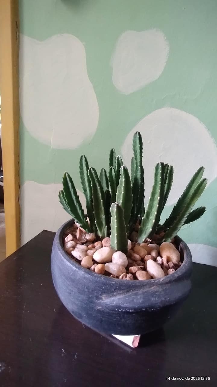 Casa Frevo - Loft Verde-claro - Belo Horizonte