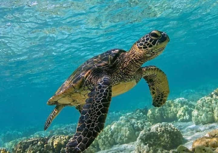 Tt Village Koh Tao Bungalow Fan Seaview - Ko Tao