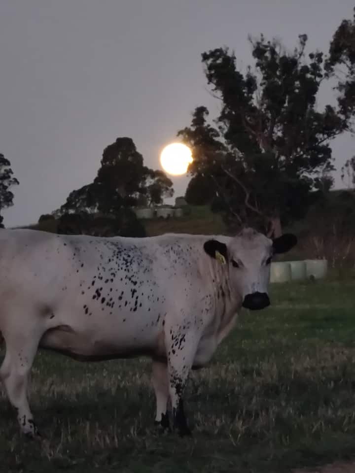Cottage On Bobo - Taree