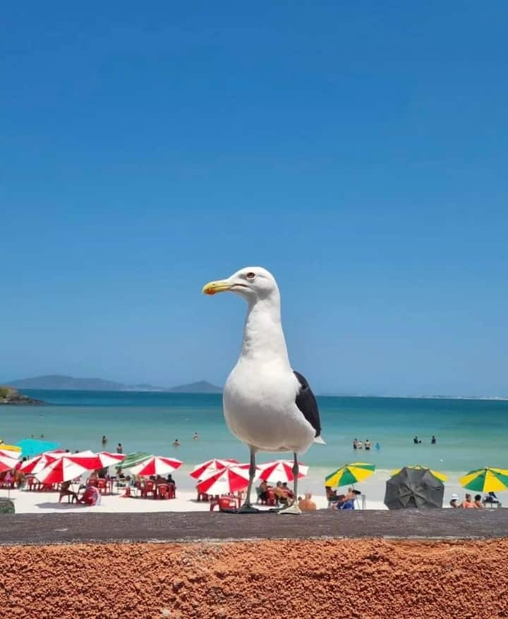 Cabo Frio Te Espera - Cabo Frio