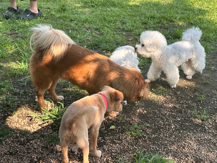 세화  반려견 오프리쉬 가능한 넓은정원 / 원룸 - Jeju