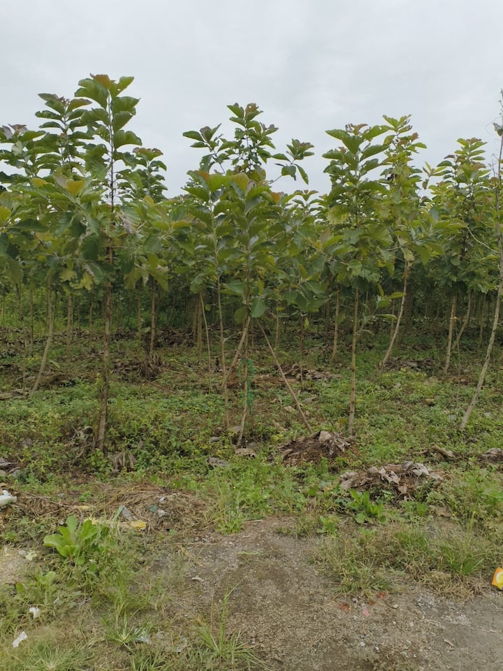 Krushnakamal Farm House - Yavatmal