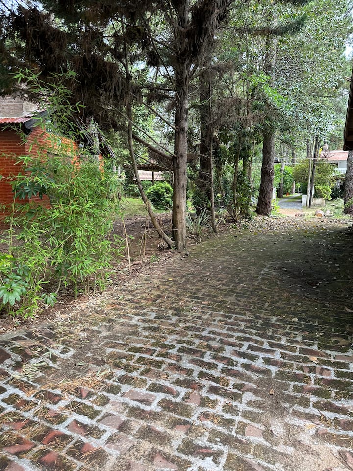 Margaritas - Santa Teresita