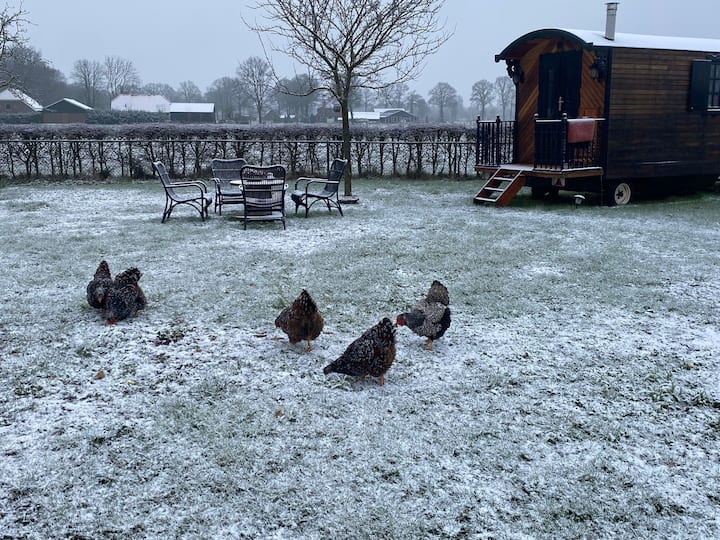 Pipowagen Met Hottub En Sauna - Borculo