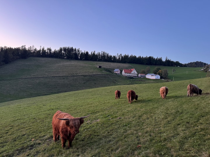Ferdishof 55qm | Alleinlage Auf 700m | Idylle Pur - Schiltach