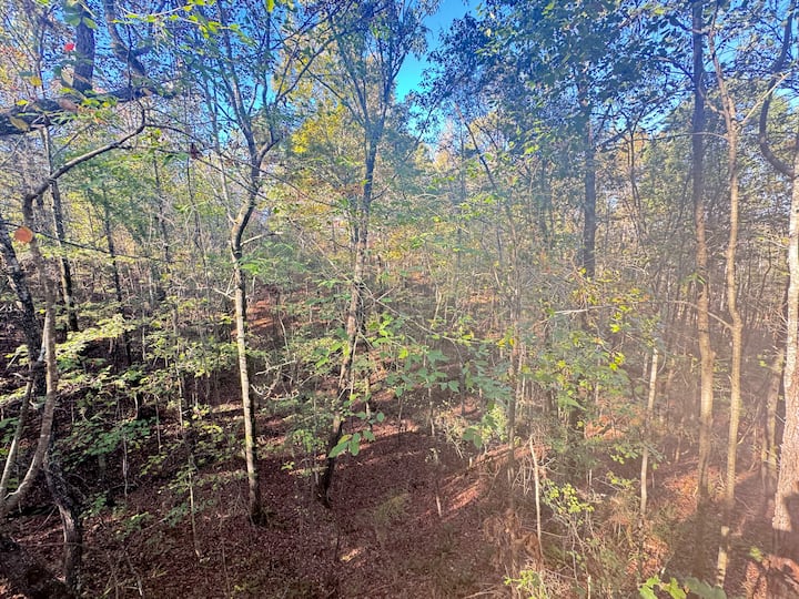 Treehouse 68 - Mississippi