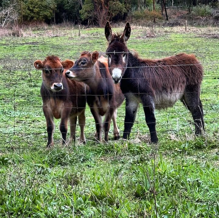 Little Creek Farm Stay - Adelaide Hills Council