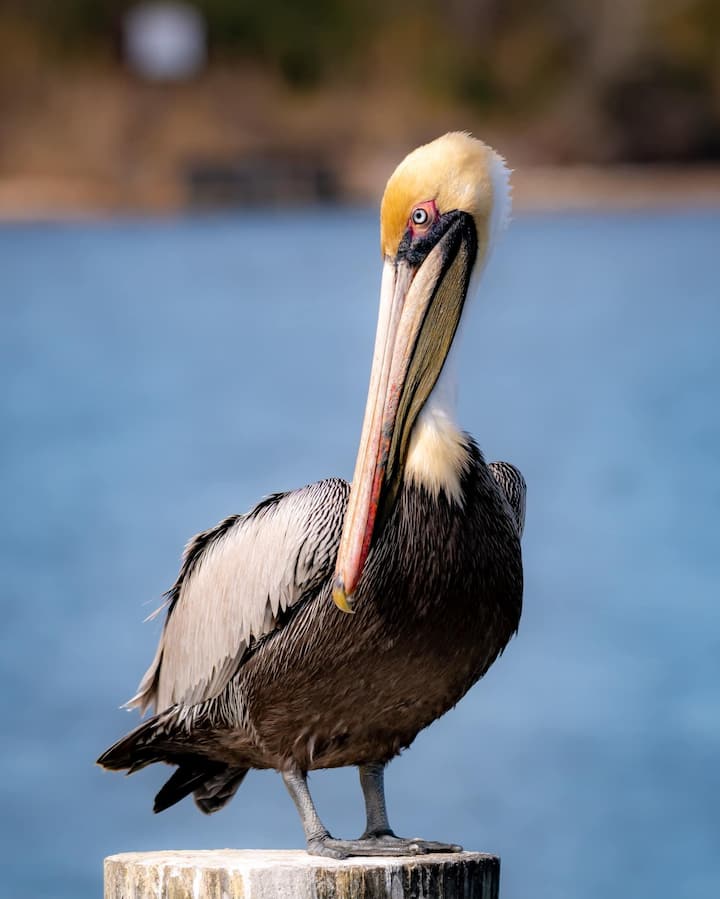 Peace Of Paradise - Lac des Allemands, LA