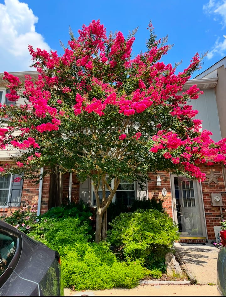 Bohemian Minimalist Haven - Newark, DE