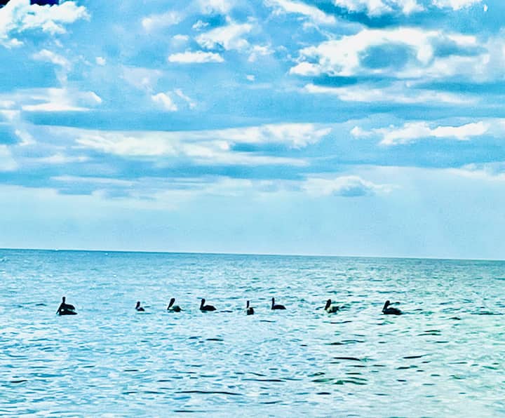 New- Cocoanut Cottage Srq! - Sarasota, FL