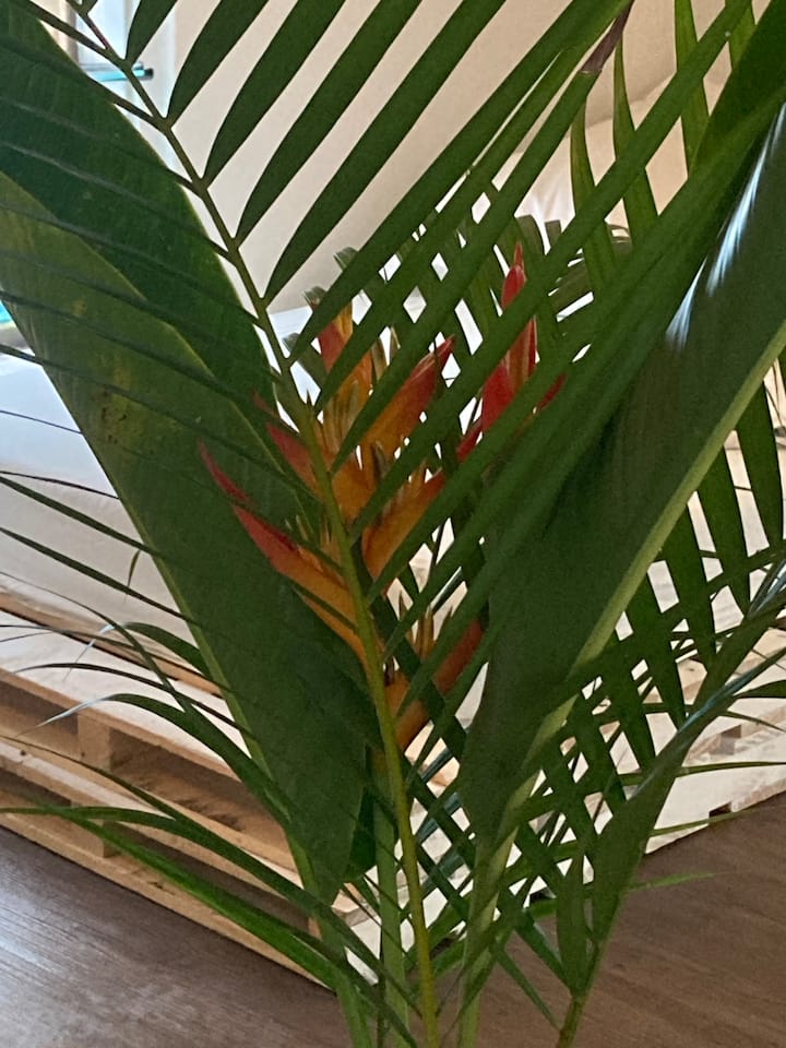 Le Fare Du Manguier - Tahiti