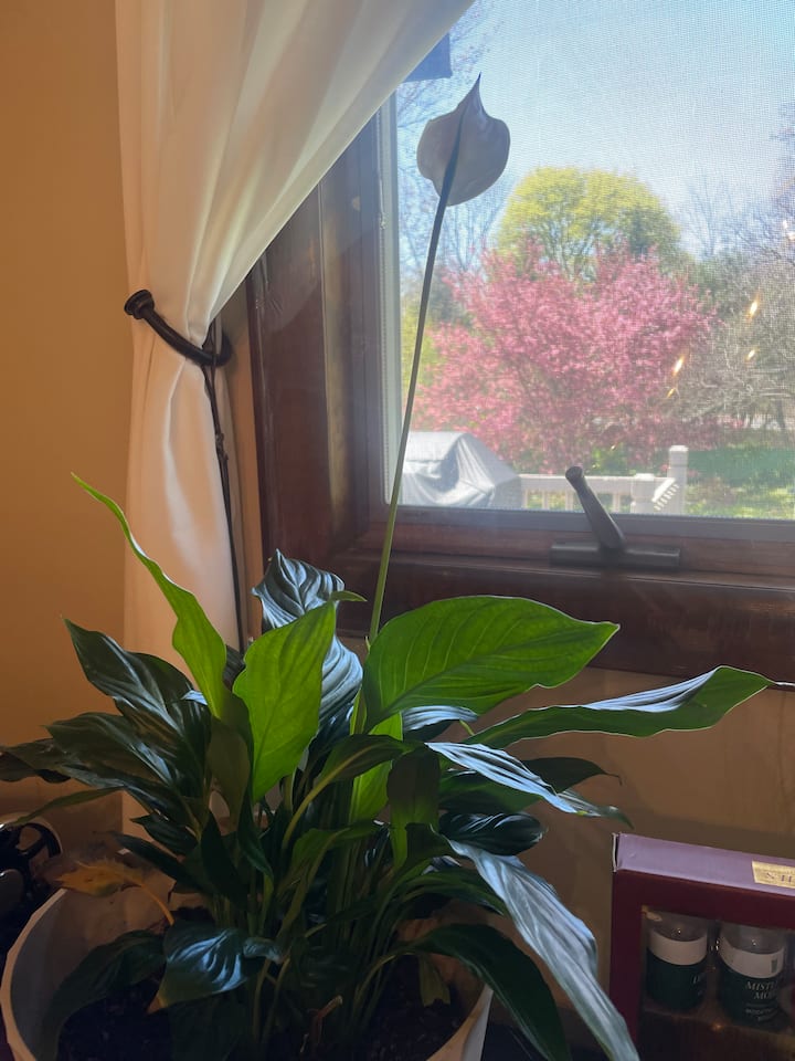 Our Cozy Blessing- Golf W/family Across The Street - Massapequa, NY