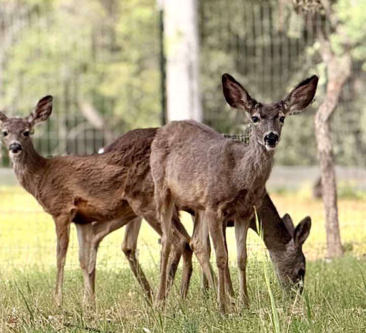 The Ultimate Mountain House Yosemite, Bass Lake - Oakhurst, CA
