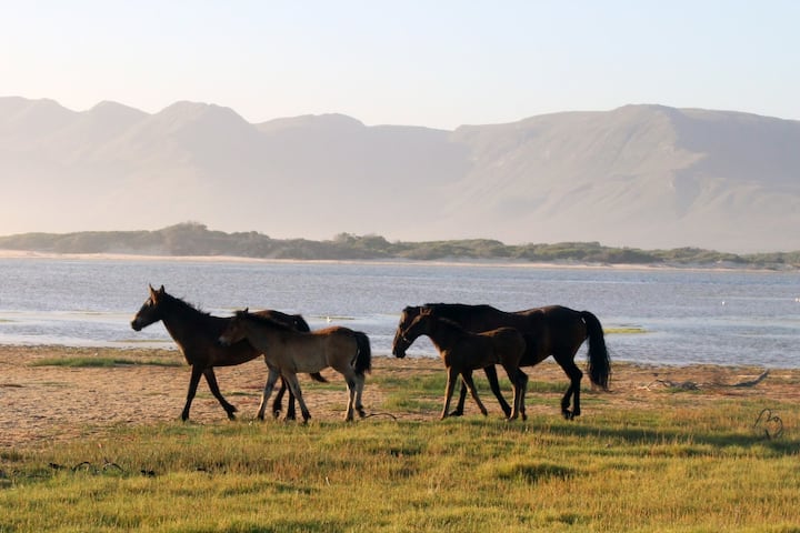 Het Regthuys Meerenbosch - Fisherhaven