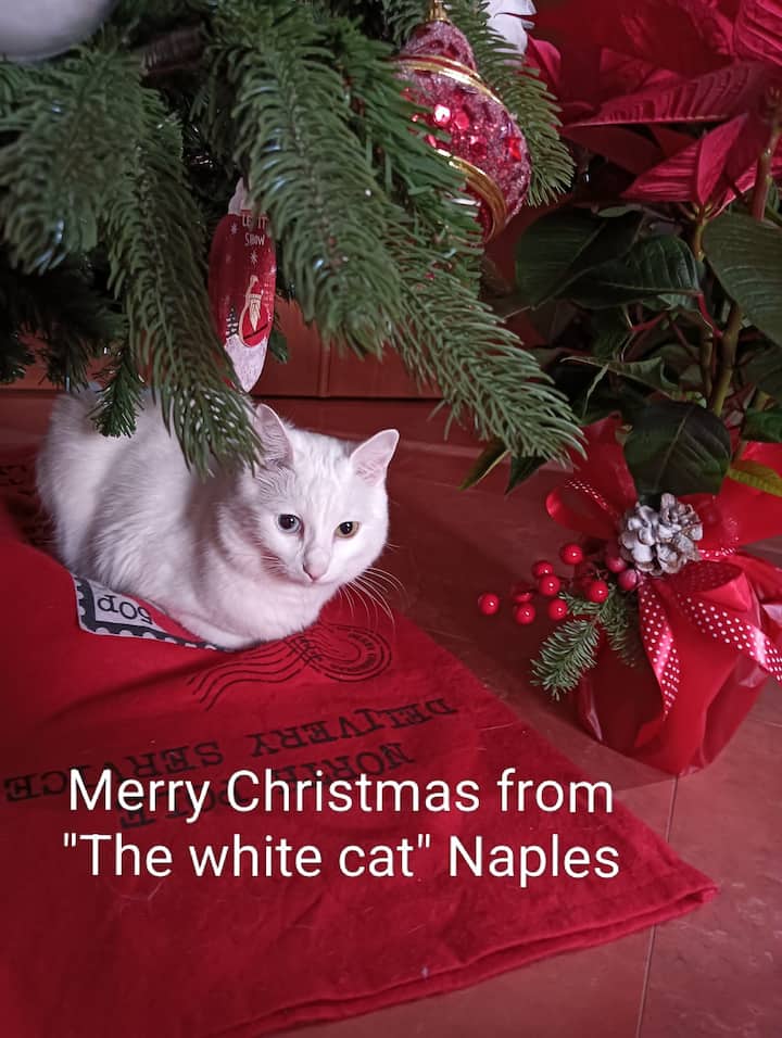 The White Cat - Naples