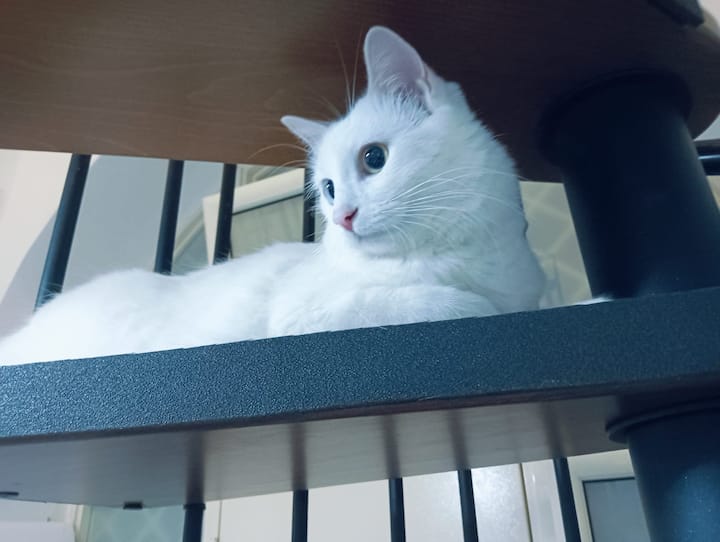 The White Cat - Neapel