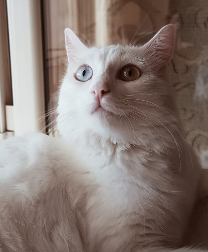 The White Cat - Neapel