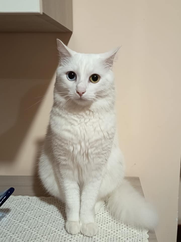 The White Cat - Napoli