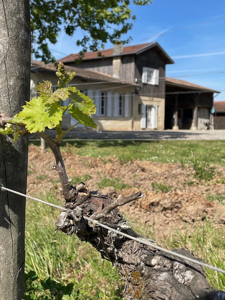 Séjour Au Cœur D’un Domaine Viticole - Bordeaux - Margaux