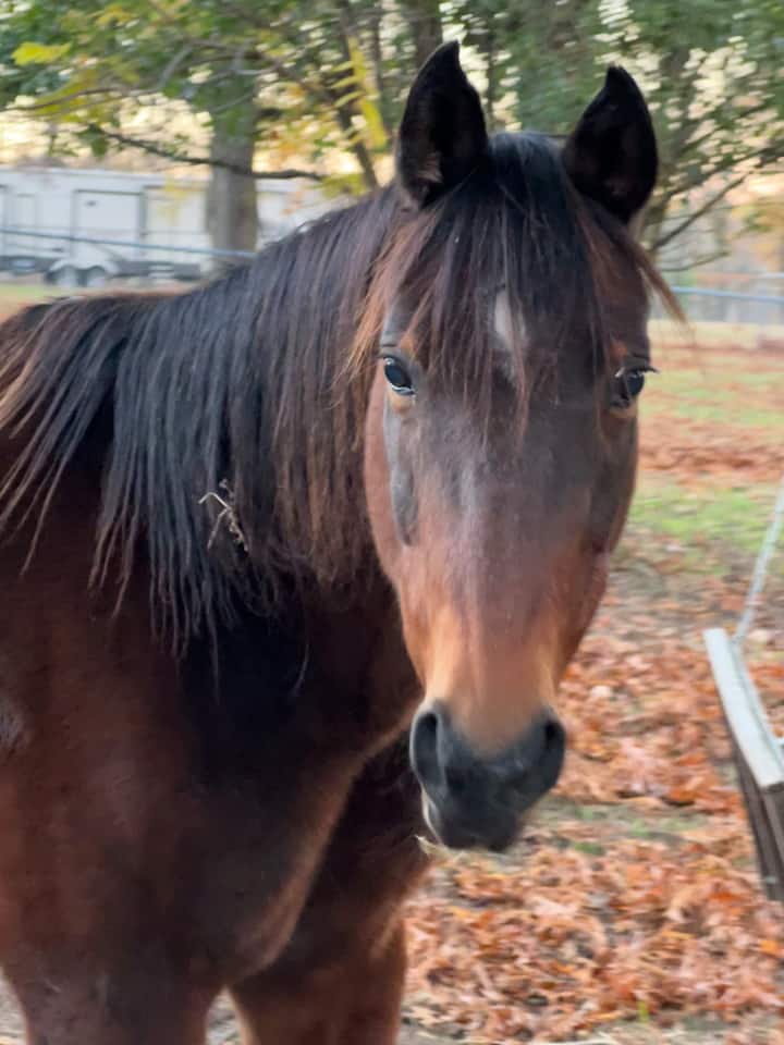 Dark Horse Layover Cabin - Joplin, MO