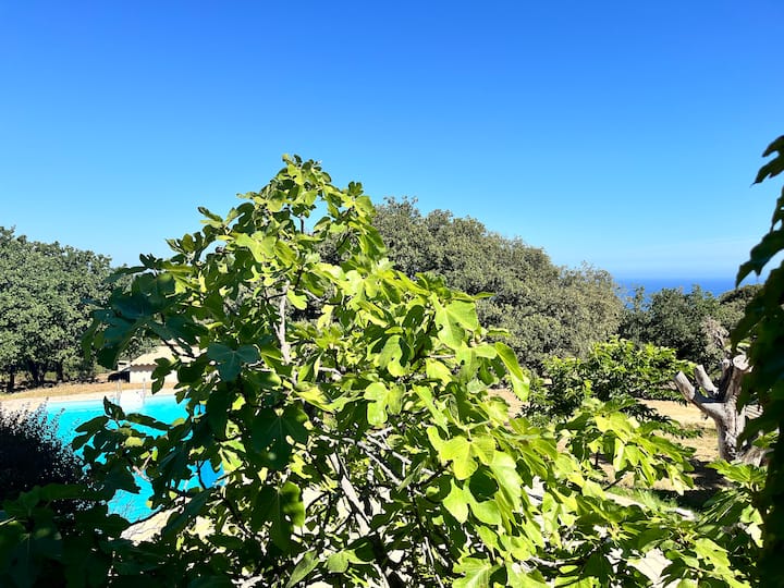 U Campuleccia - Chambre Aliva - Calvi