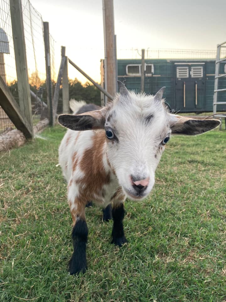 Lake Norfork•woods•kayaks•fish•firepit•farm Visit! - Arkansas