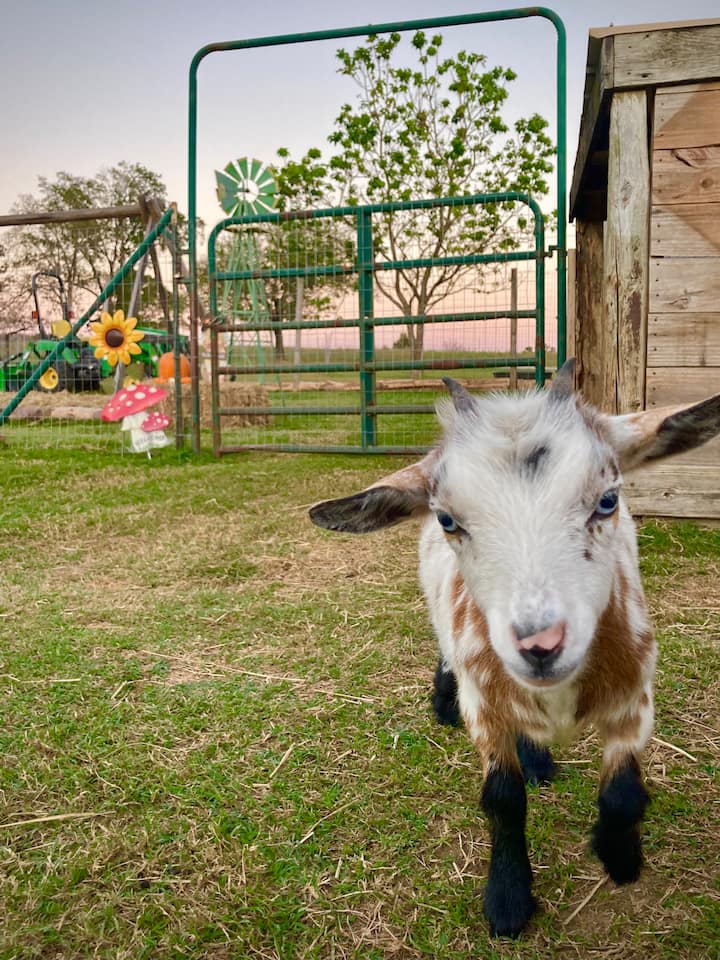 Lake Norfork Cozy Fam Cabin- Fishing + Farm Visit! - United States