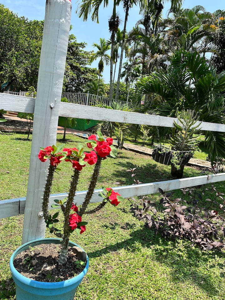 Paz áRboles Aire Cantar De Aves. - Villavicencio