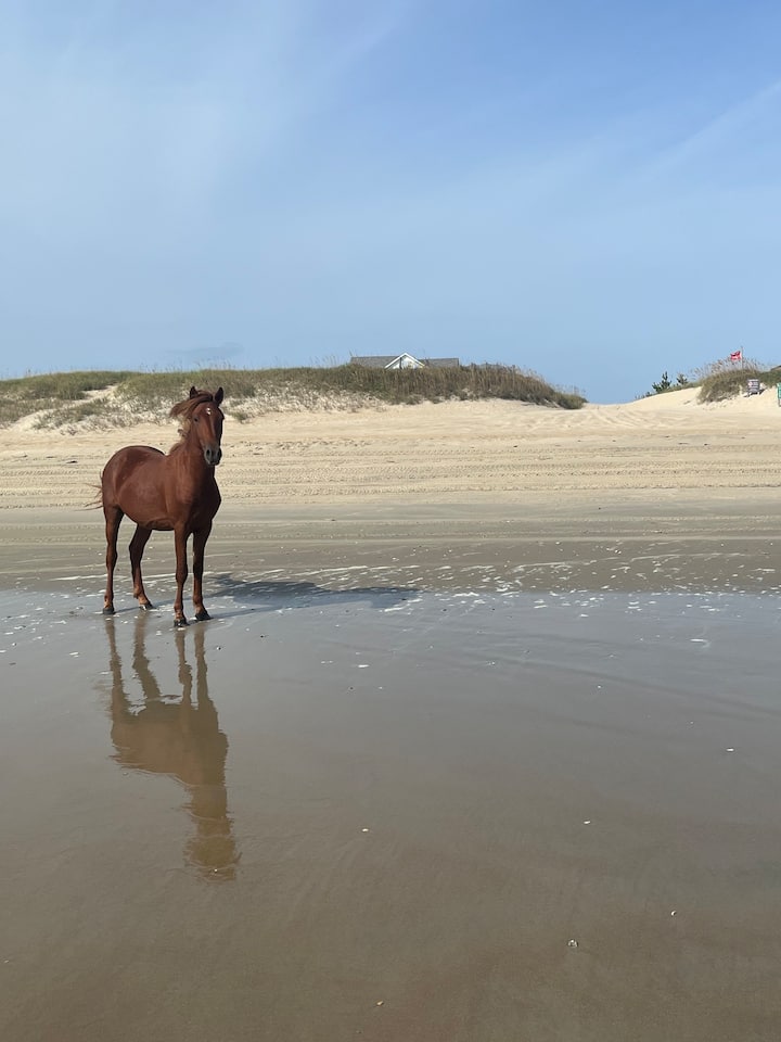 Corolla Wild At The Beach. - Carova Beach, North Carolina