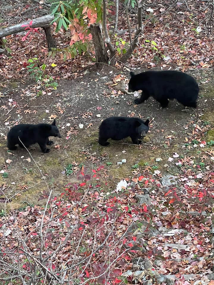 5 Bear Chalet - Gatlinburg, TN
