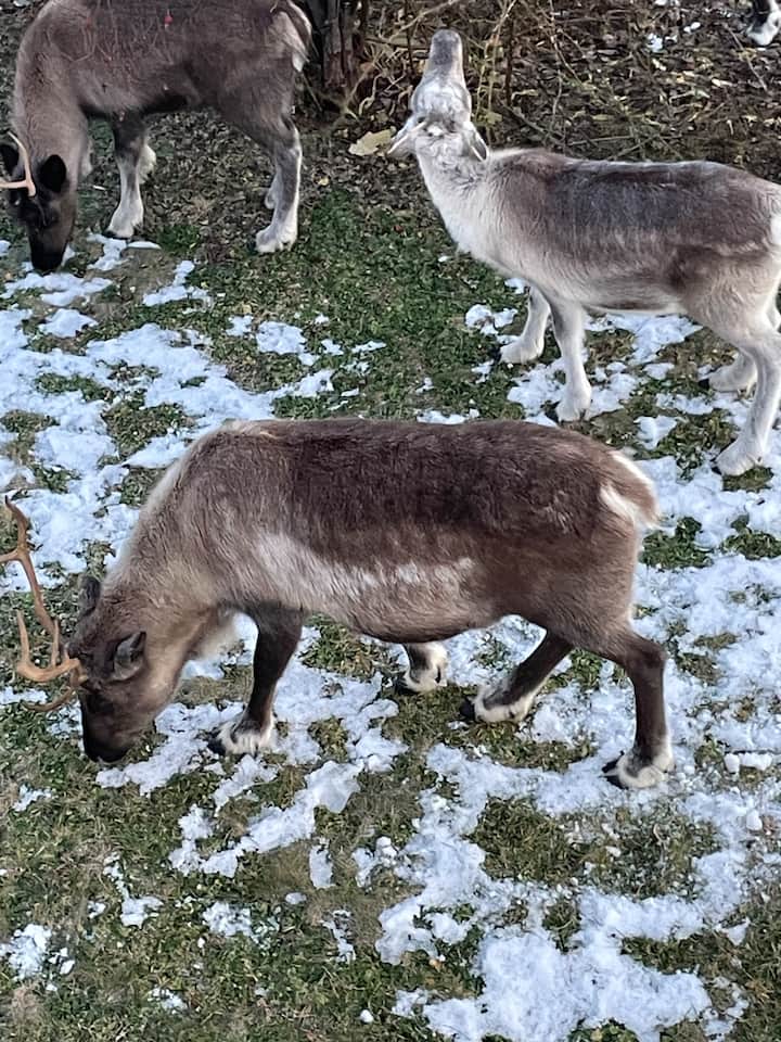 Arctic Escape With Northern Lights & Reindeer - Tromsø