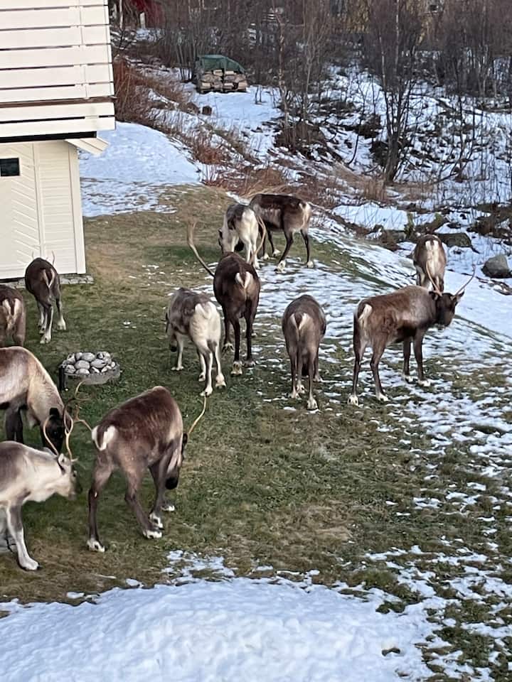 Modern Arctic Retreat – Fjord, Reindeer & Aurora - Tromsø