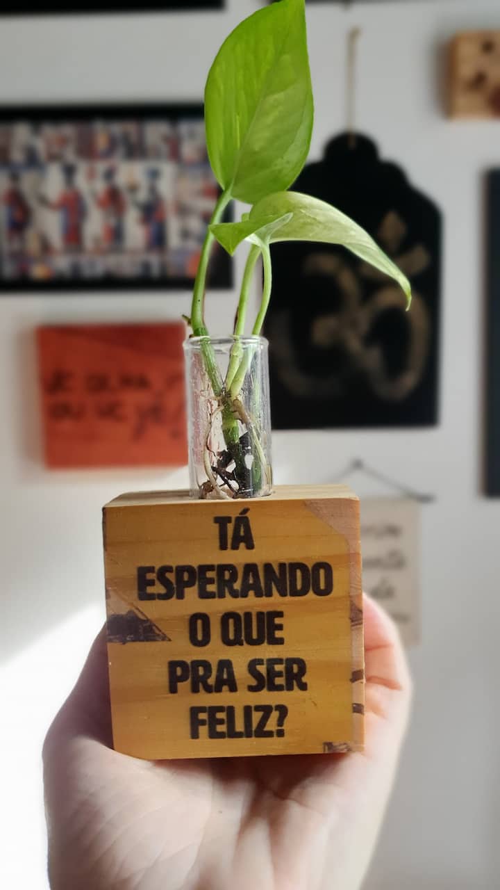 Mandacaru - Paraty