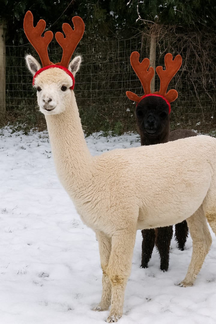 Alpaca Goat & Sheep Feeding Countryside Annex - Oxfordshire