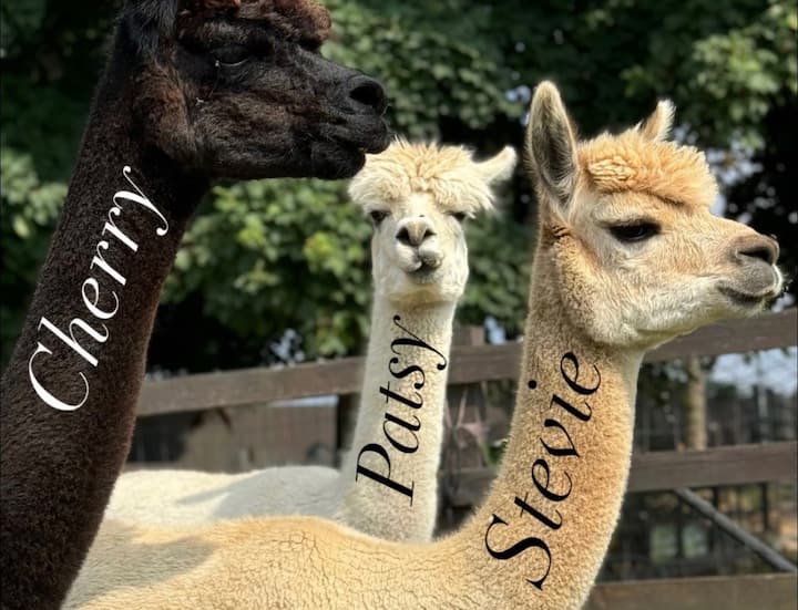 Alpaca And Goat Feeding Annex Near Silverstone - Towcester