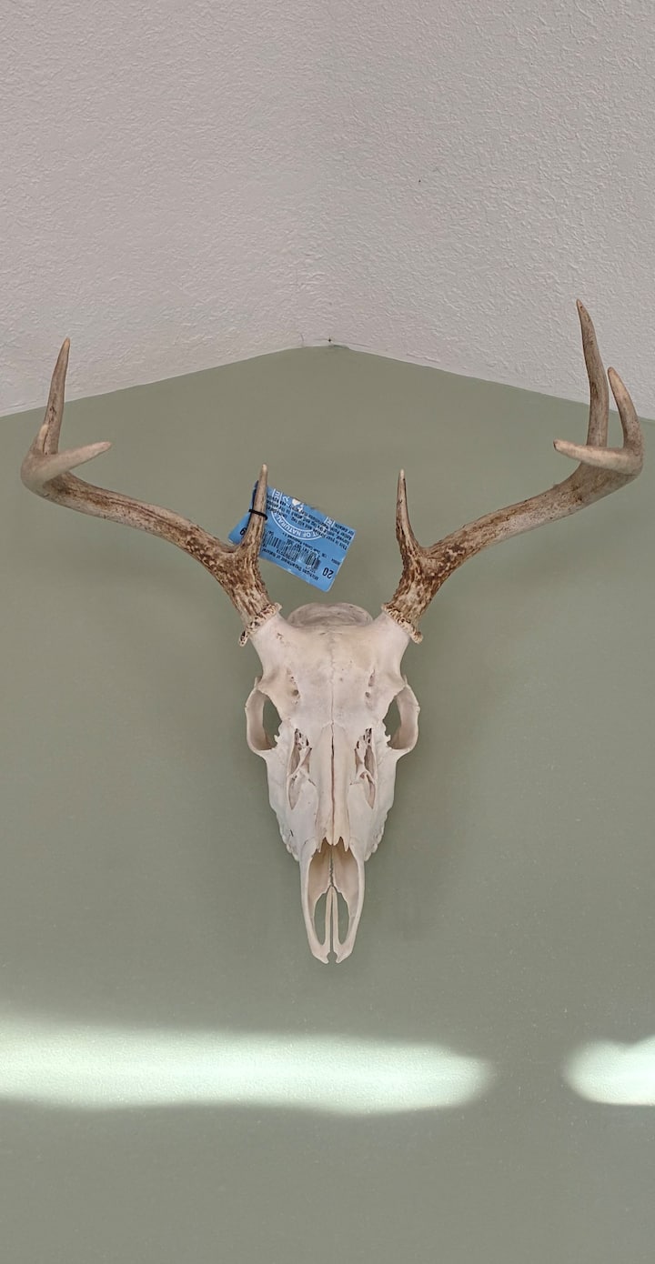 South Shore Cottage Retreat - Houghton Lake, MI