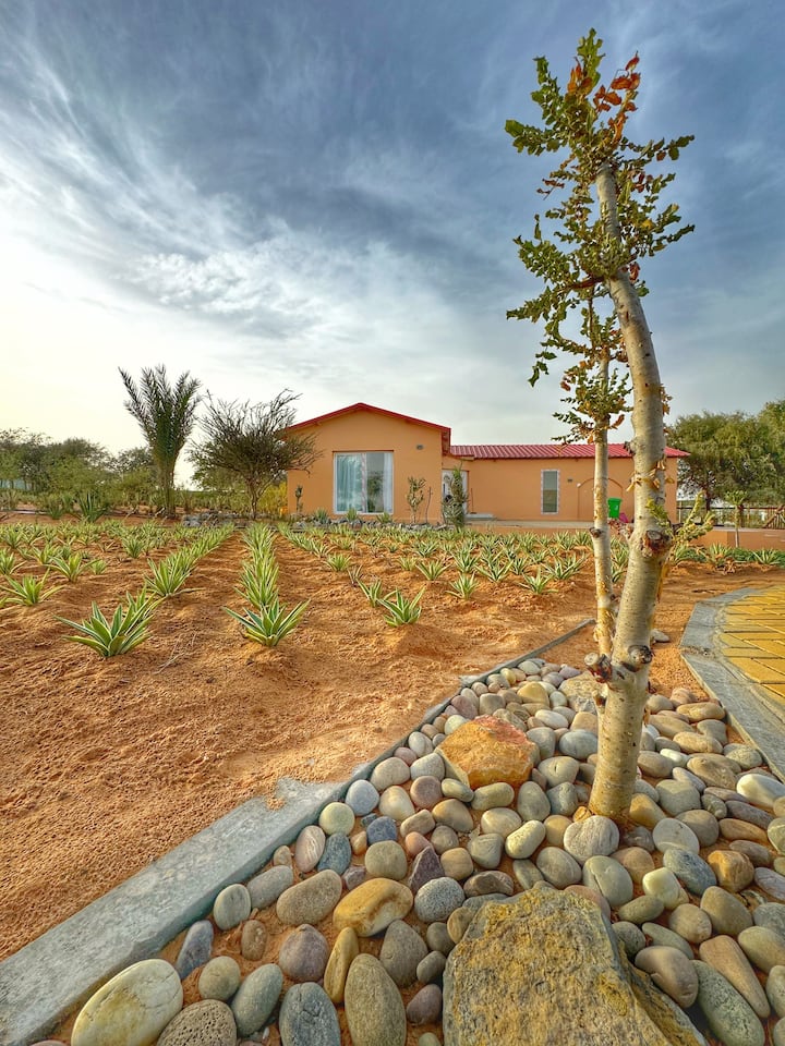 Leaves - Ras al-Khaimah