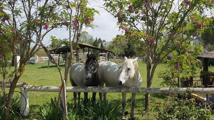 Authentique Camargue - Saintes-Maries-de-la-Mer