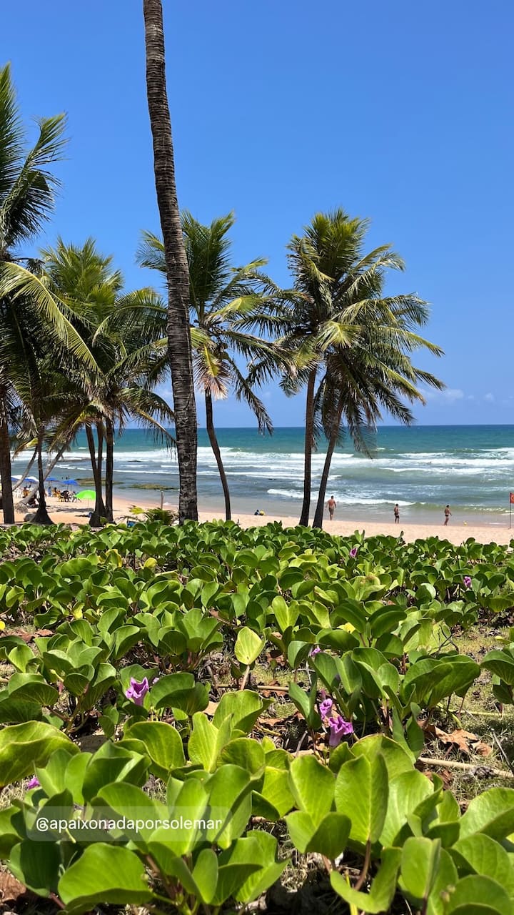 Temporada Salvador Na Praia De Stella Maris - Bahía
