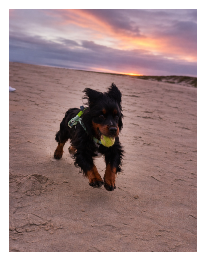 Beach 2 Mins Walk Family Paws&parking. Enc. Garden - Camber Sands