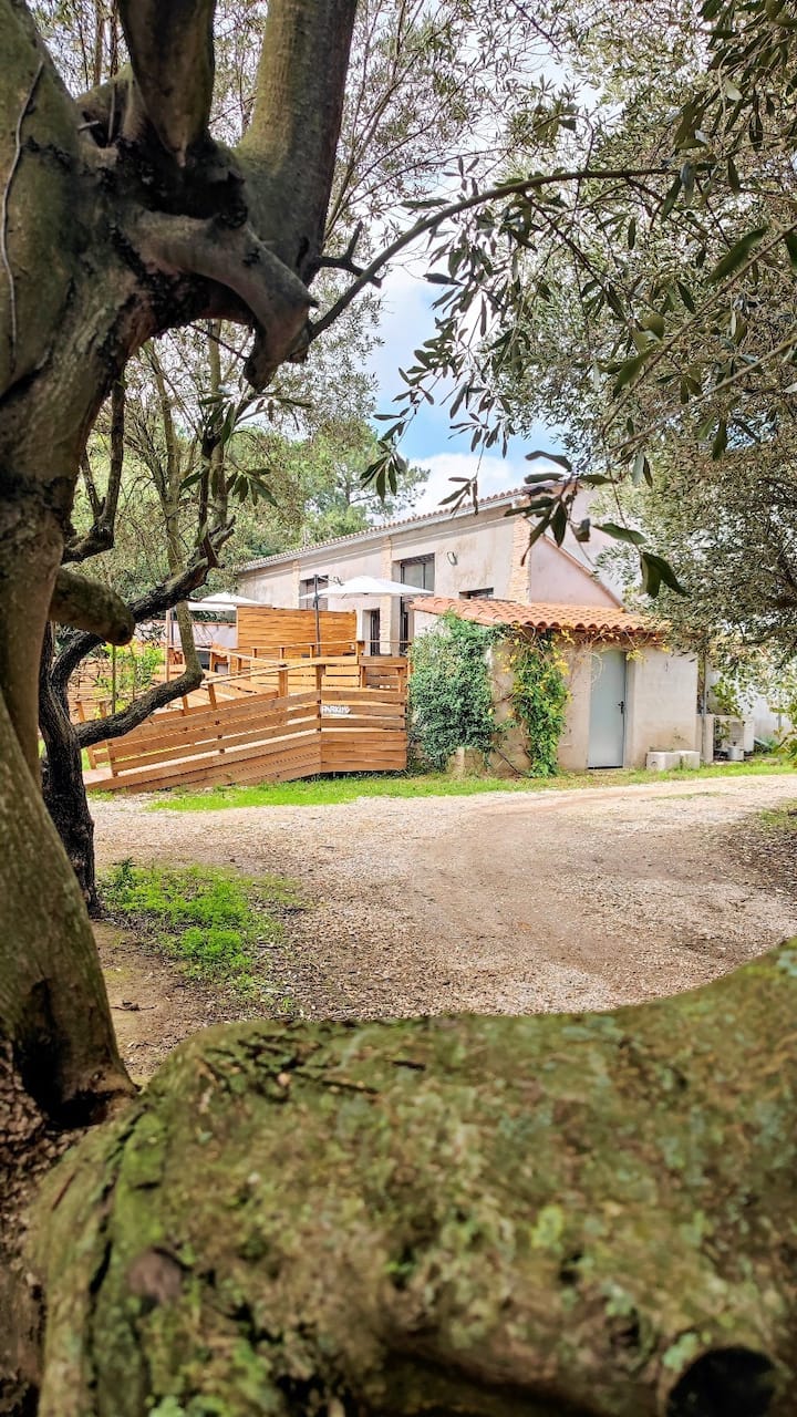 Mas Des M-2 Gites Proximité Mer Dans Oliveraie - Saint-Cyprien