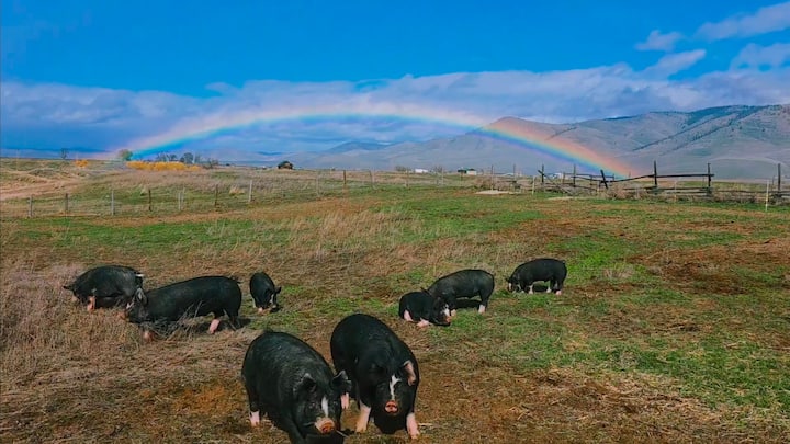 Studio On Authentic Montana Rewilding Project Land - Hot Springs, MT