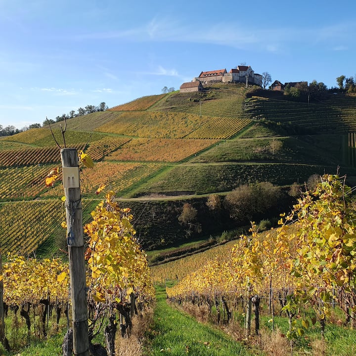 Urlaub In Den Weinbergen - Oberharmersbach