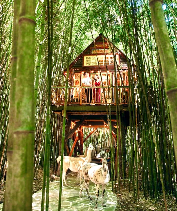 Alpaca Treehouse In The Bamboo Forest - Atlanta, GA
