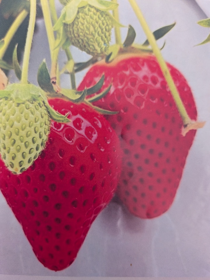 Spring Sp/ Cherry Blossoms & Strawberry Picking - Maebashi