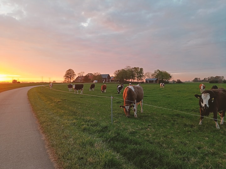 Boerenerf Lodge - Erf 1 - Midden In Het Weiland - Netherlands
