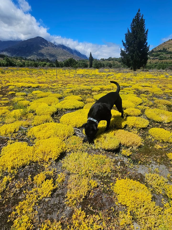 "Peak To Pad" In 25 Minutes - Queenstown, New Zealand