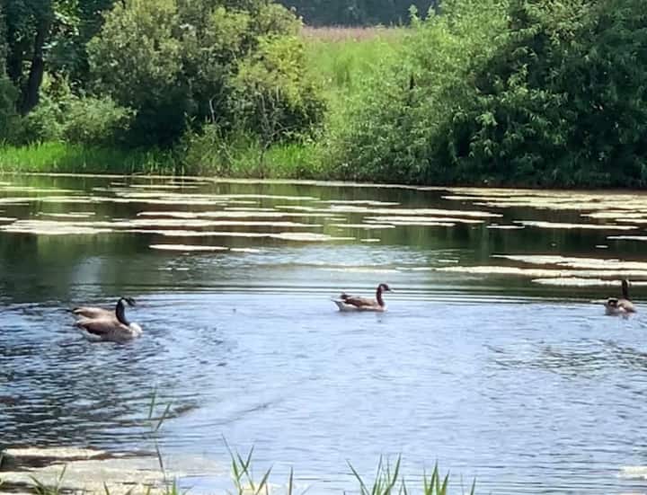 Renovated—spotless Home—quiet Area Near Food/shops - North